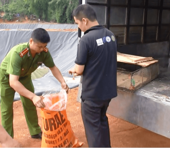 Hòa An: Bắt giữ trên 700 con gà, vịt giống không rõ nguồn gốc - Báo Cao ...