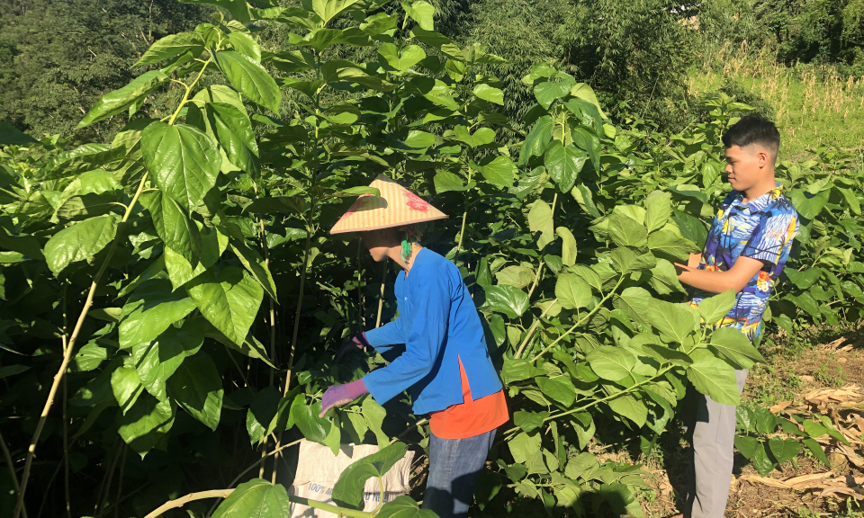 Bảo Lạc đầu tư hơn 5 tỷ đồng hỗ trợ hộ nghèo phát triển dự án sản xuất ...