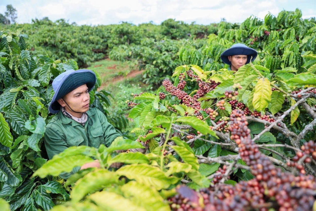 Giá cà phê nhân hôm nay có gì thay đổi? Cập nhật thị trường Đắk Lăk ...